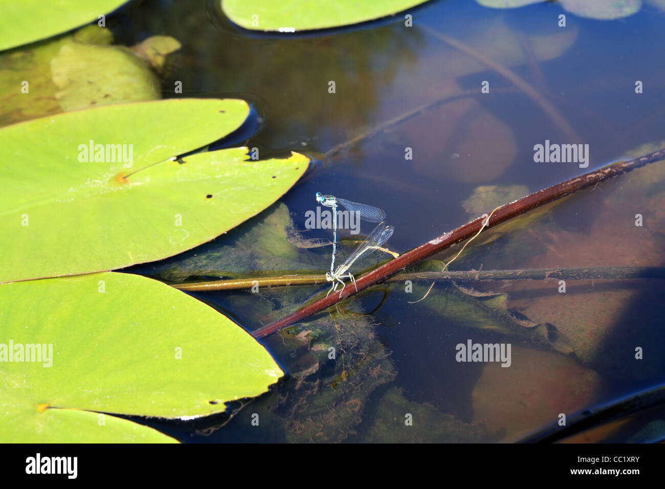 Two flying dragonflies hi-res stock photography and images - Alamy