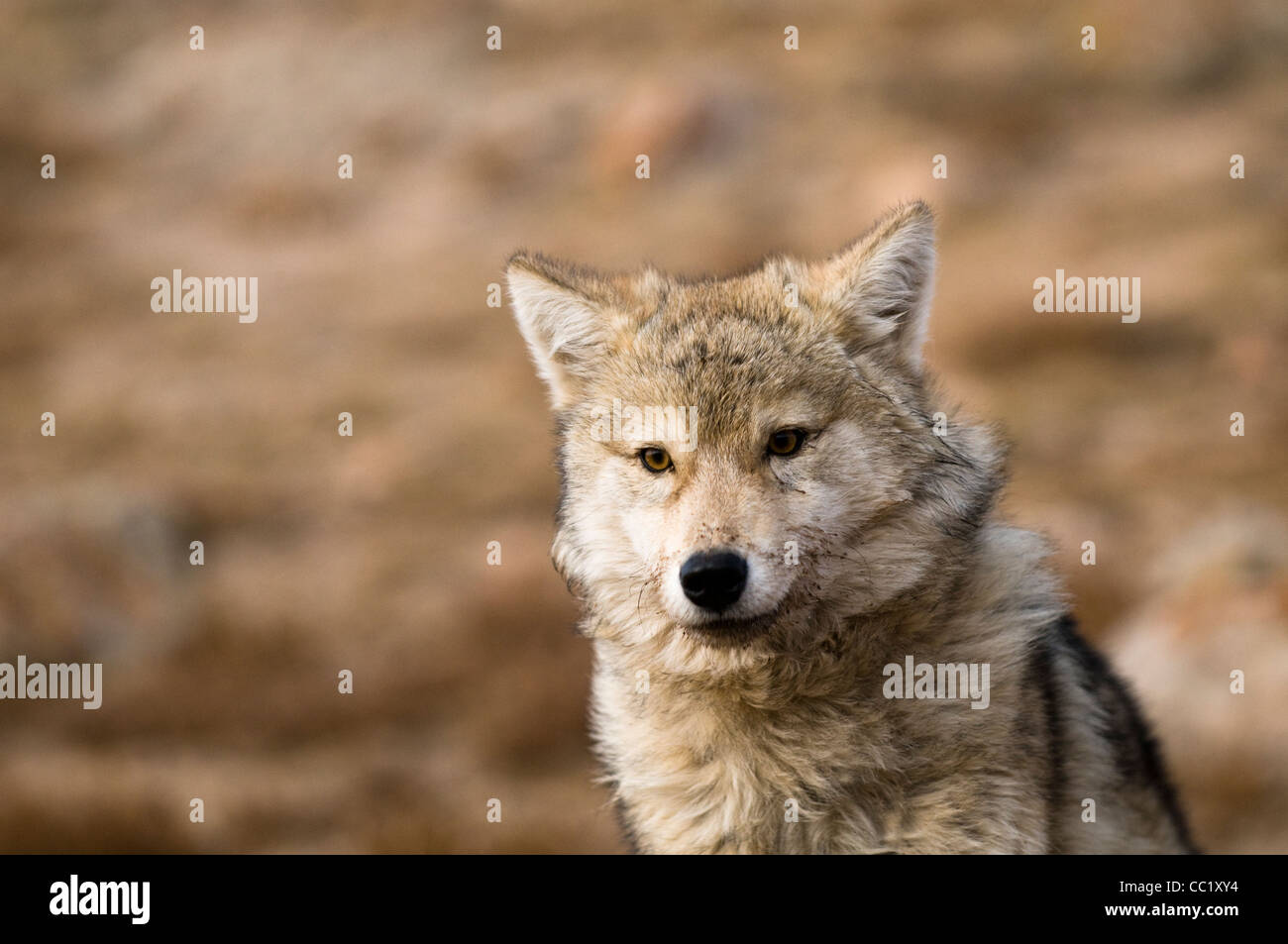 Asian wolf hi-res stock photography and images - Alamy