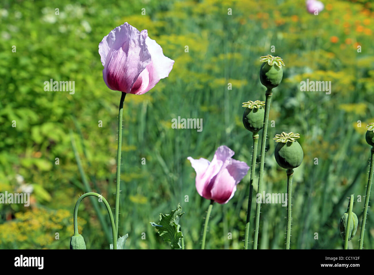 Mature poppy hi-res stock photography and images - Alamy