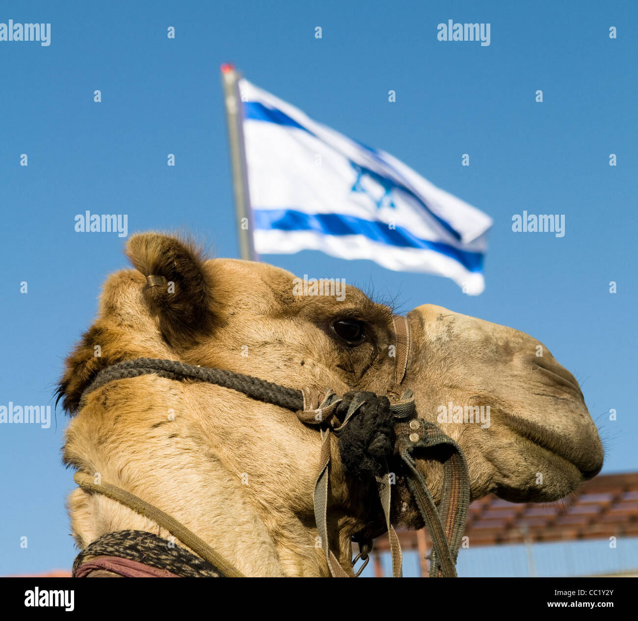 A camel with the Israeli flag Stock Photo - Alamy