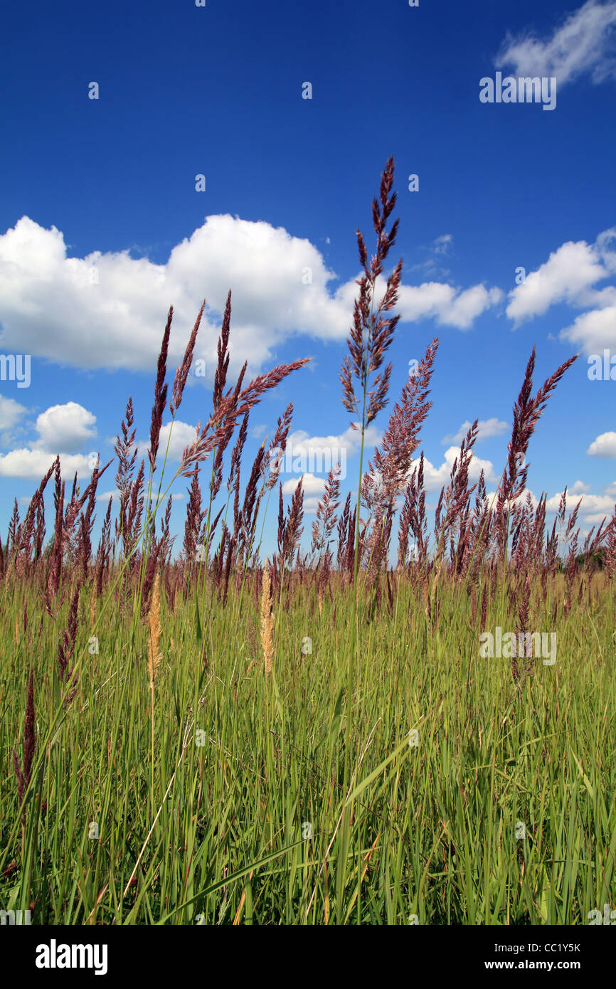 herb in field Stock Photo - Alamy