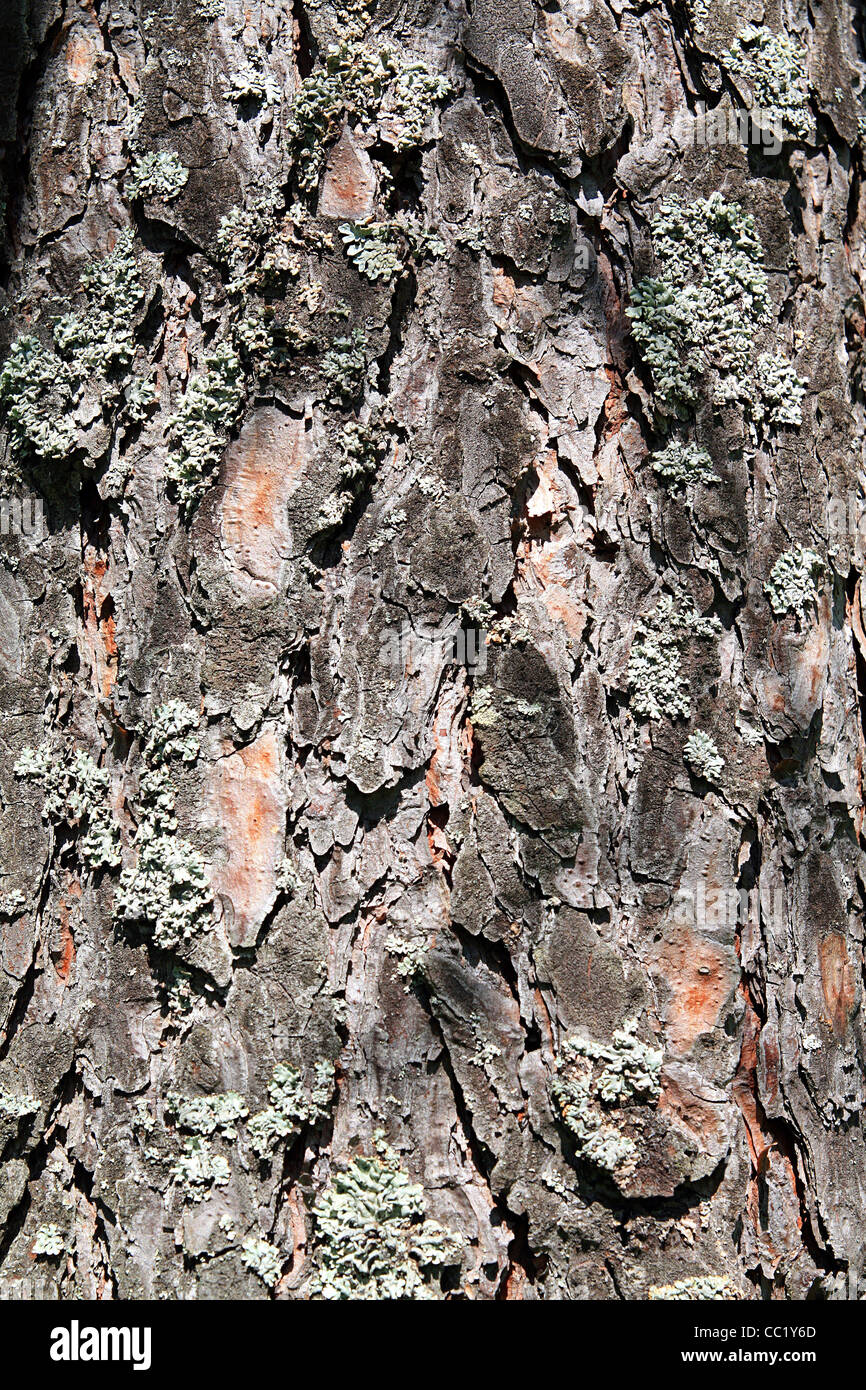 Cortex hi-res stock photography and images - Alamy