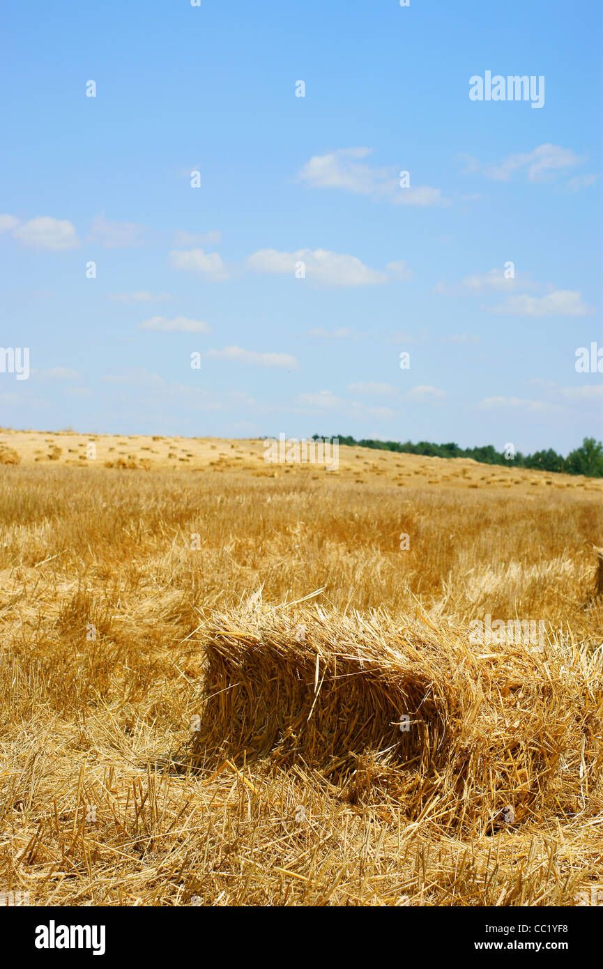 Haystack in a wheat field - harvest - blue sky Stock Photo - Alamy