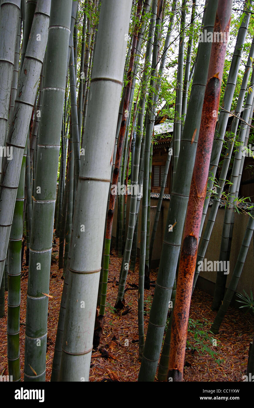 Nakain hi-res stock photography and images - Alamy