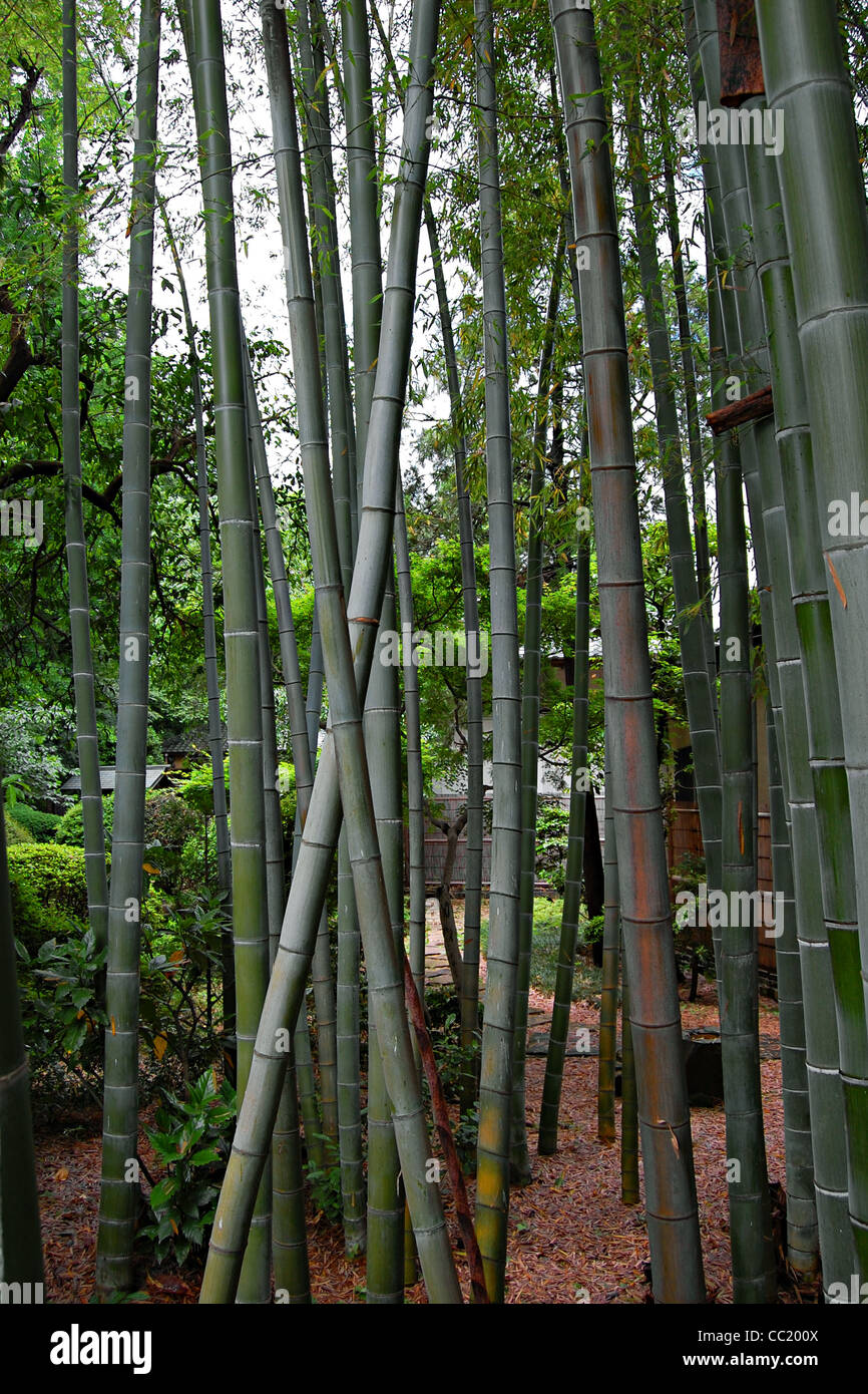 Naka-in Temple, Kawagoe, Japan Stock Photo - Alamy
