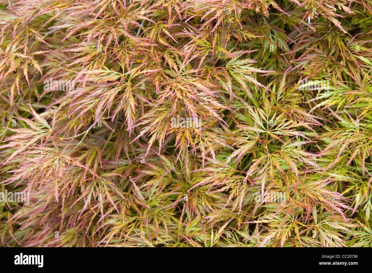 Summer foliage of Acer dissectum - Bronze Stock Photo - Alamy