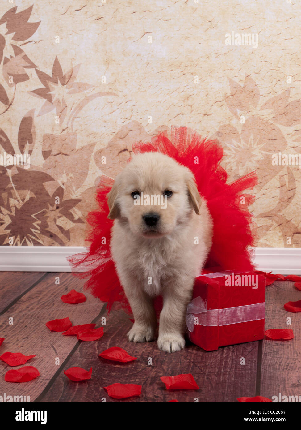 Sad looking puppy with red tutu and red gift box with rose petals ...
