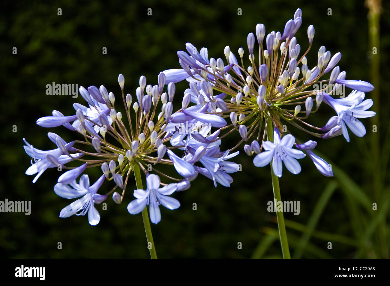 Flower truss hi-res stock photography and images - Alamy