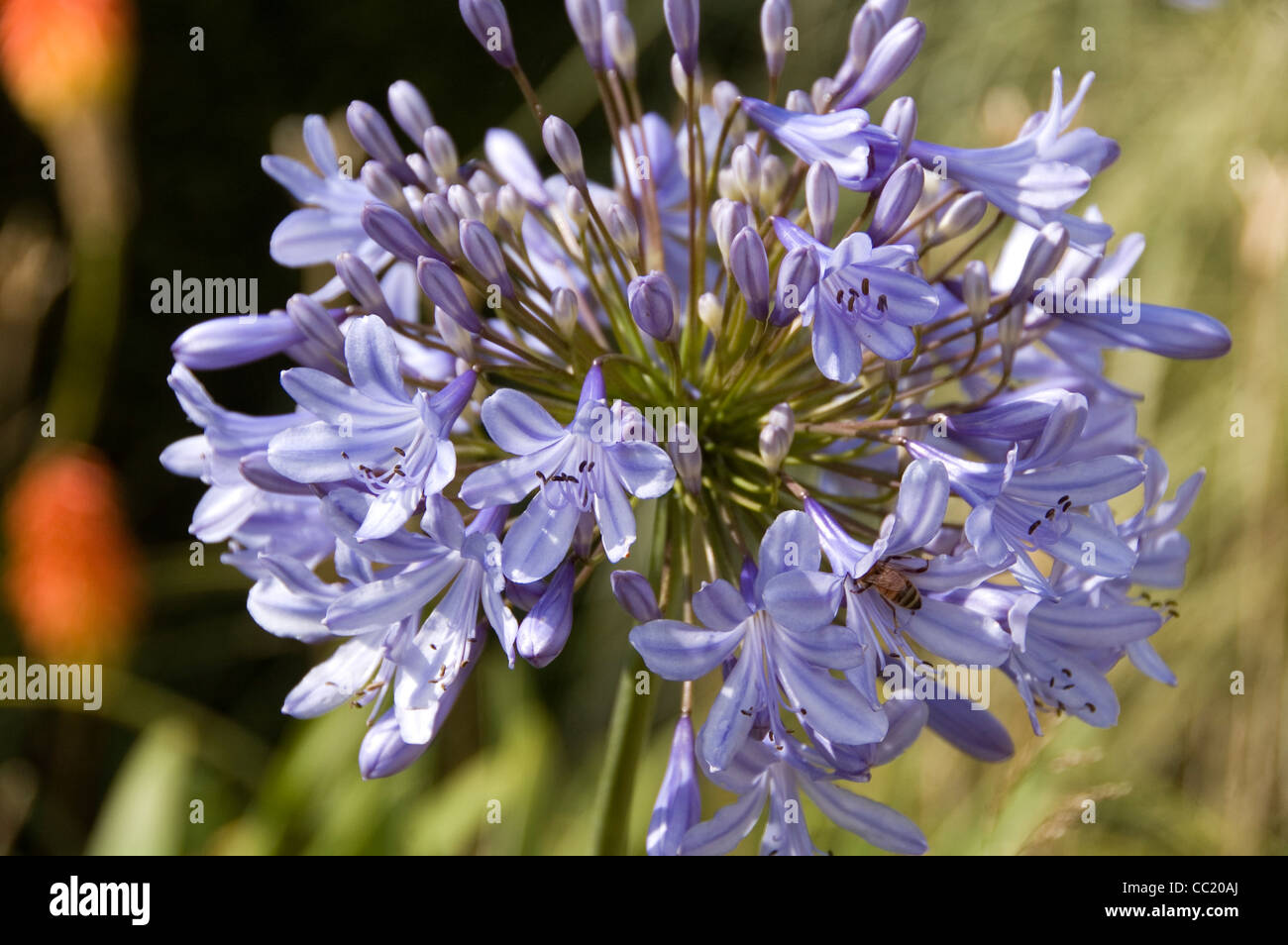 Flower Truss Stock Photos & Flower Truss Stock Images - Alamy