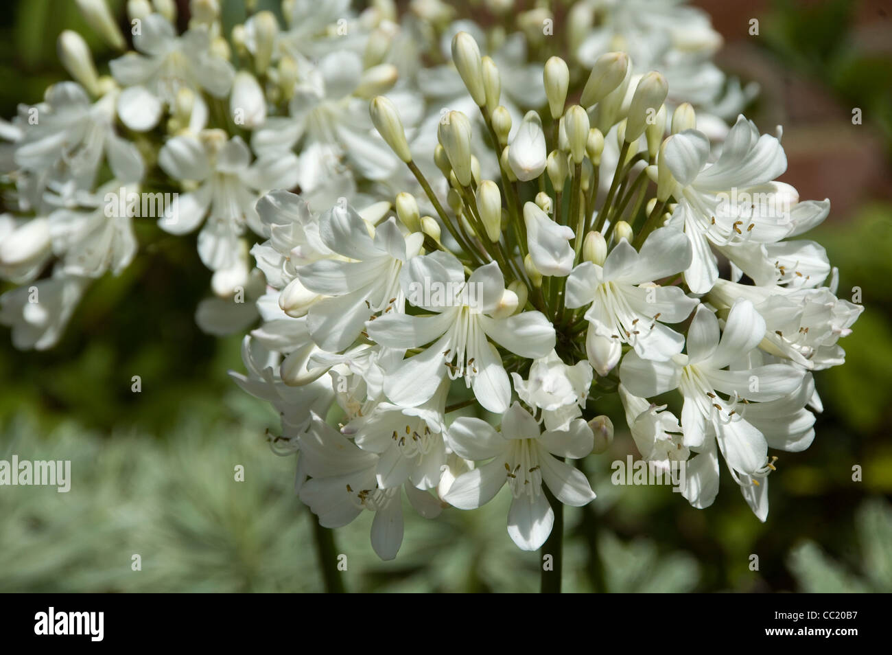 Flower truss of Agapanthus Silver Jubilee - Lily of the Nile or African ...