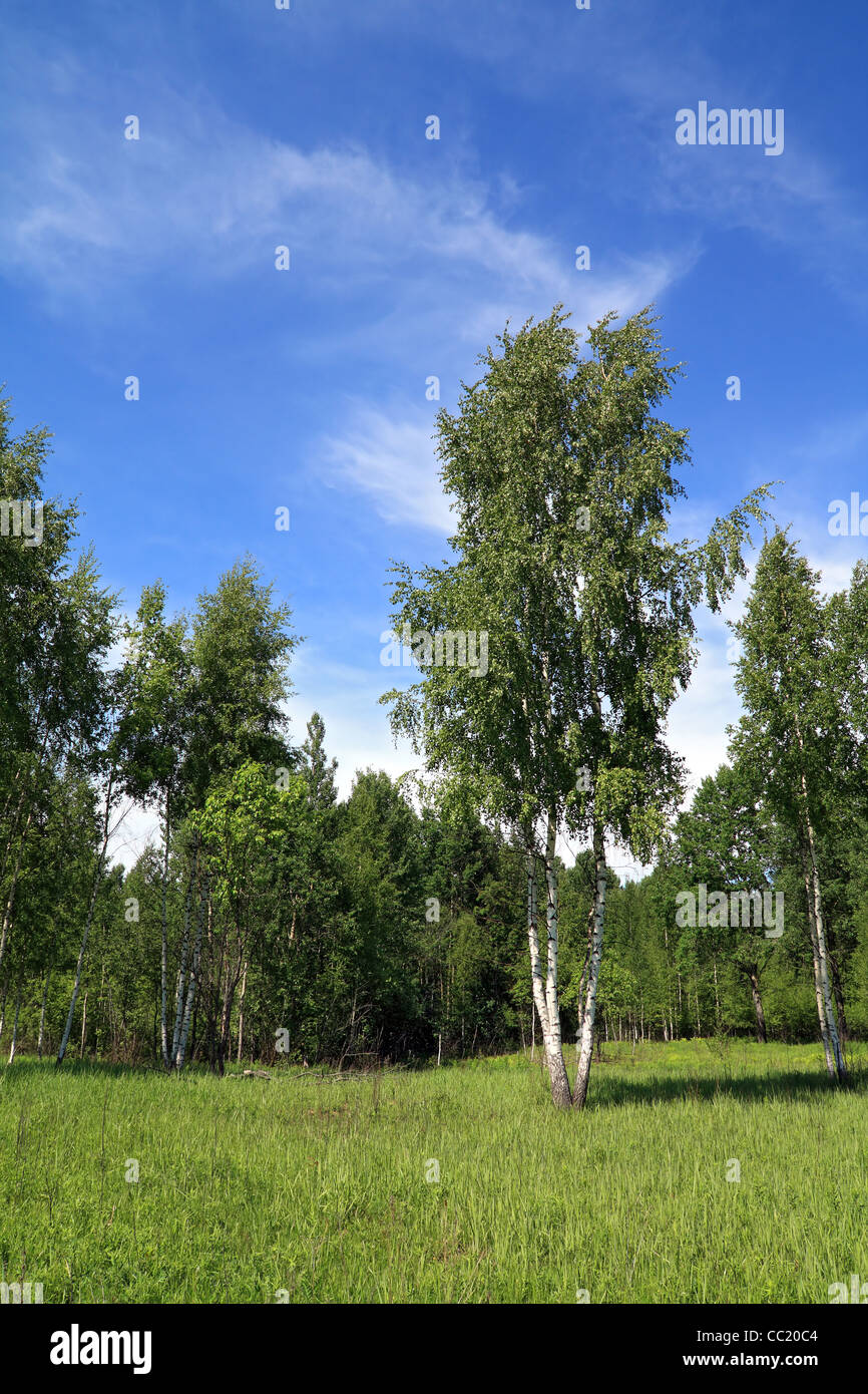 Multi stem birch hi-res stock photography and images - Alamy