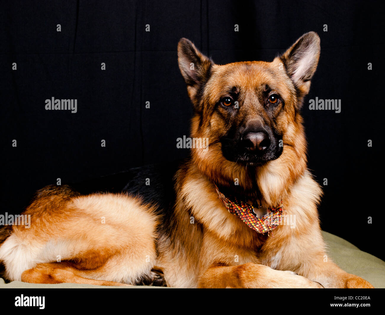 German Shepherd on alert laying down against a black background Stock ...