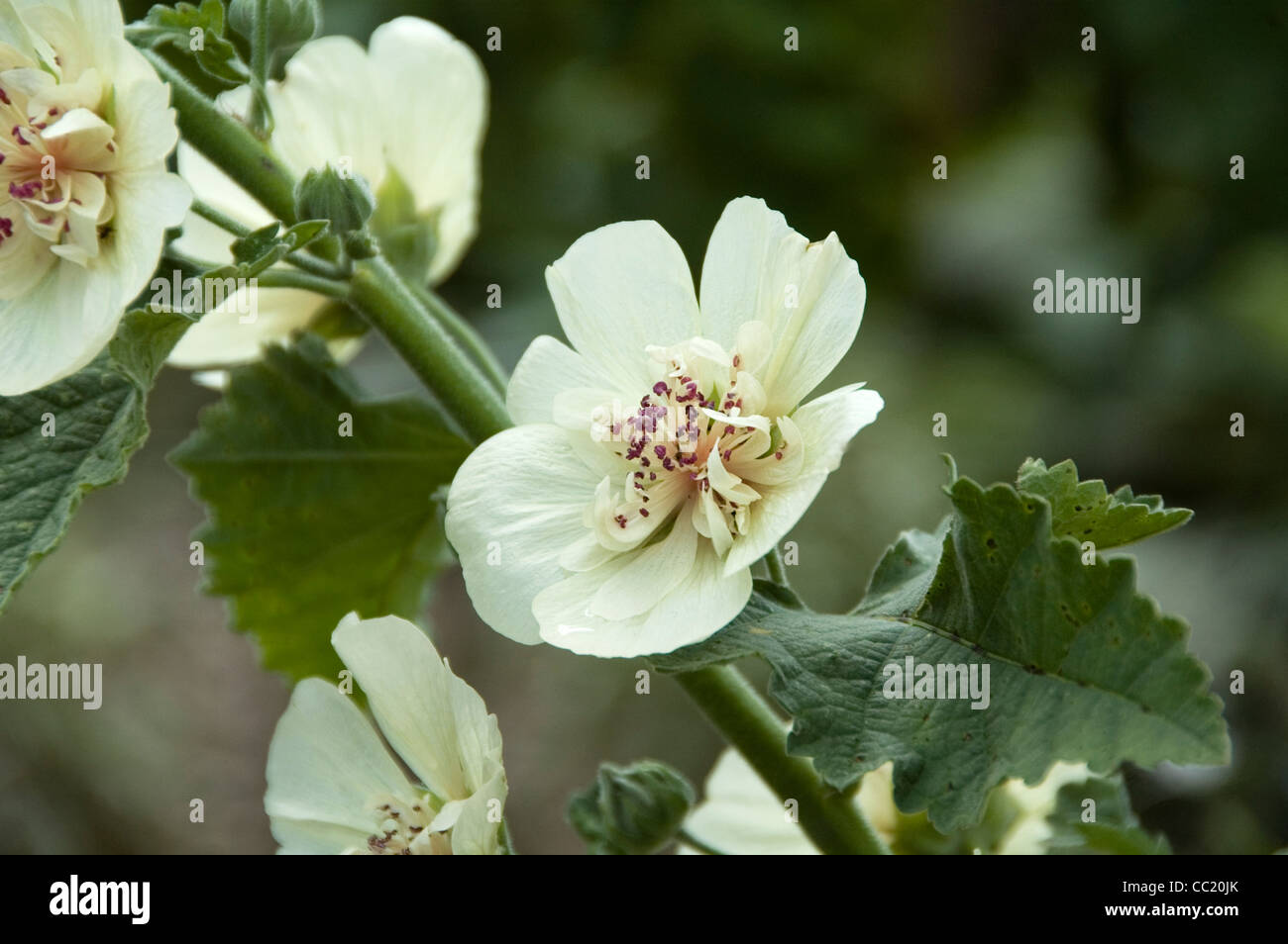 Althaea hi-res stock photography and images - Alamy