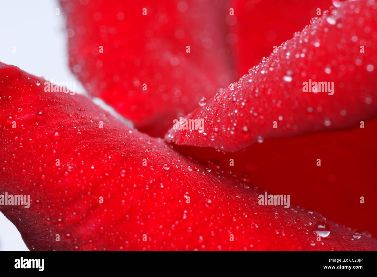 Red rose and water drops - macro, closeup for bacground Stock Photo - Alamy