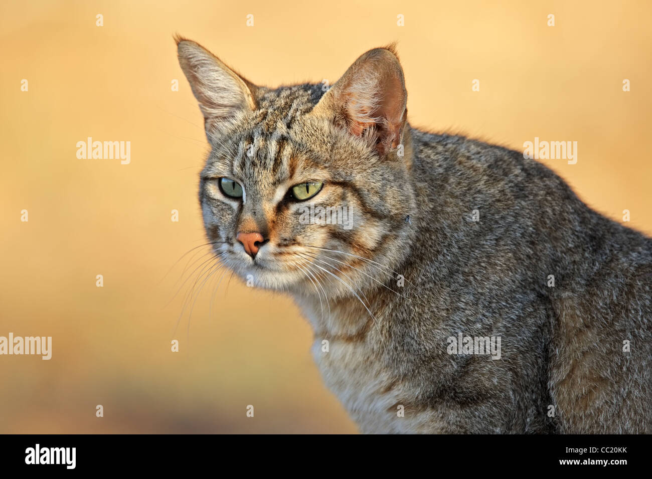Portrait of an African wild cat (Felis silvestris lybica), Kgalagadi ...