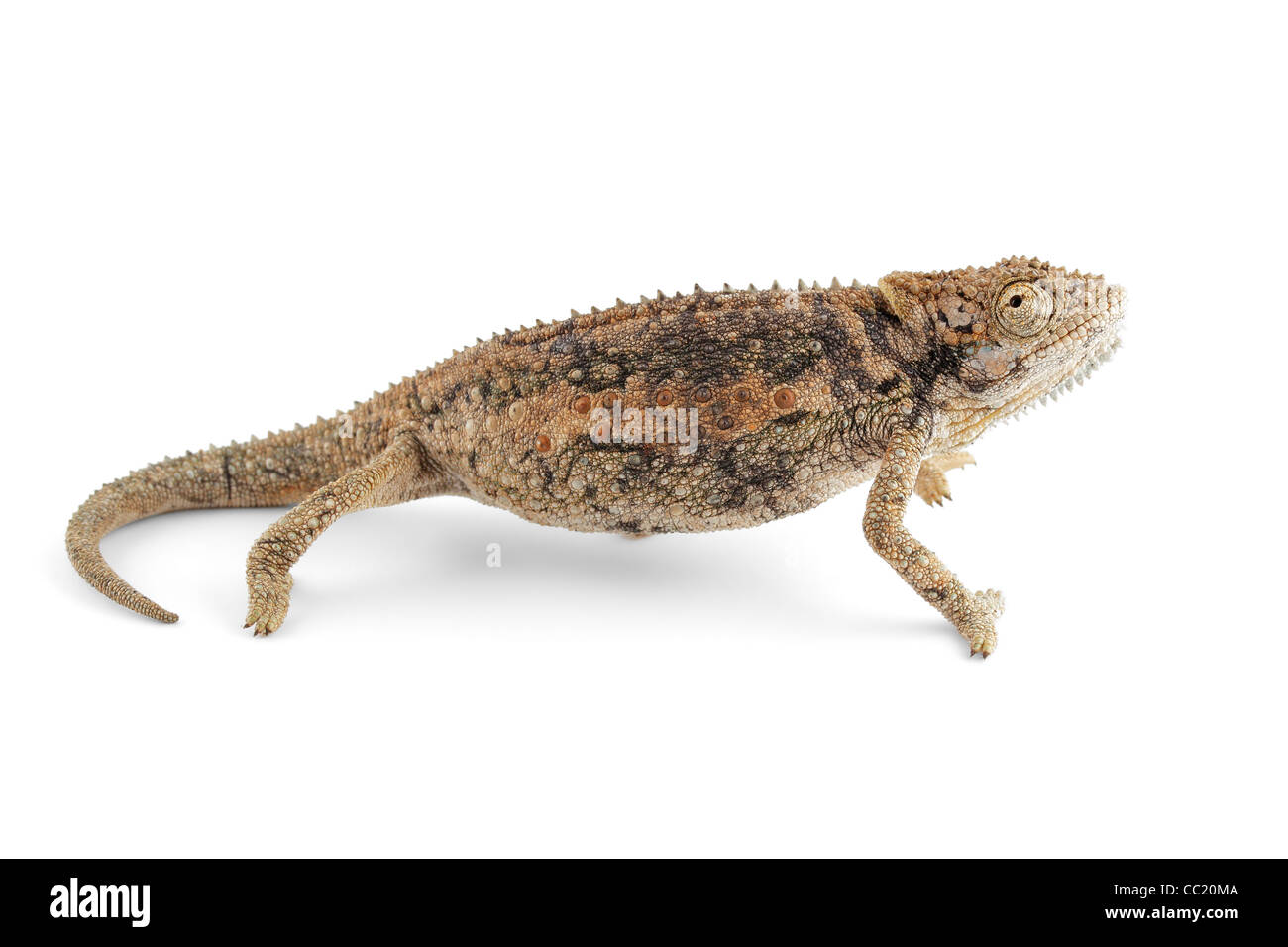 African chameleon hi-res stock photography and images - Alamy