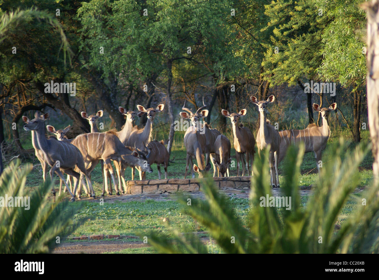 Group of young Kudus Stock Photo - Alamy