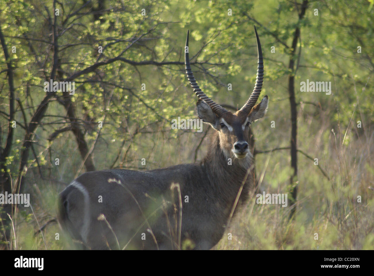 Water buck hi-res stock photography and images - Alamy