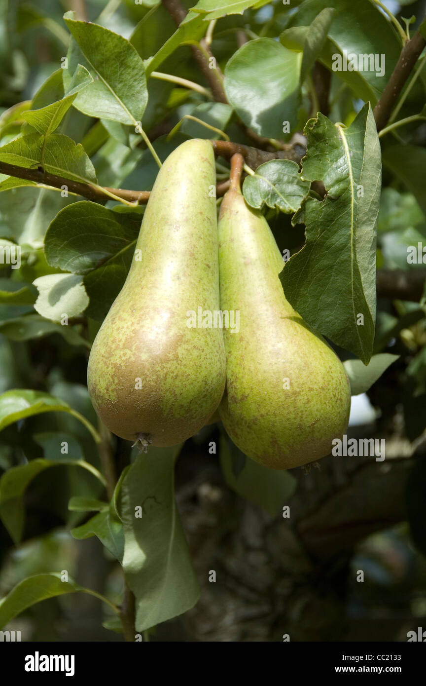 Conference Pears in perfect condition Stock Photo - Alamy