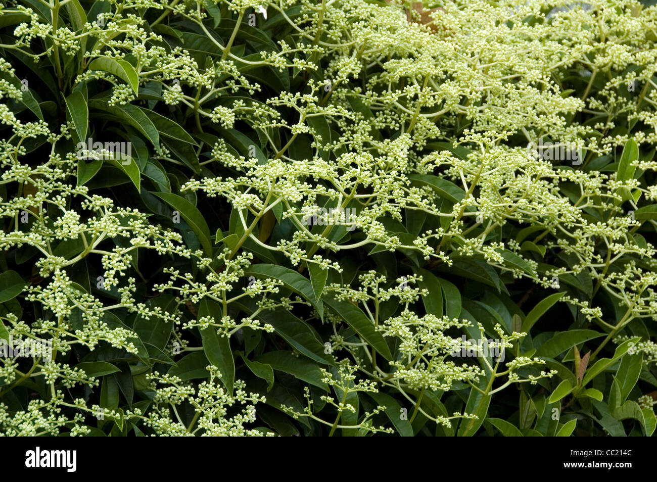 Pileostegia viburnumoides - Schizophragma - Evergreen Climbing Shrub ...