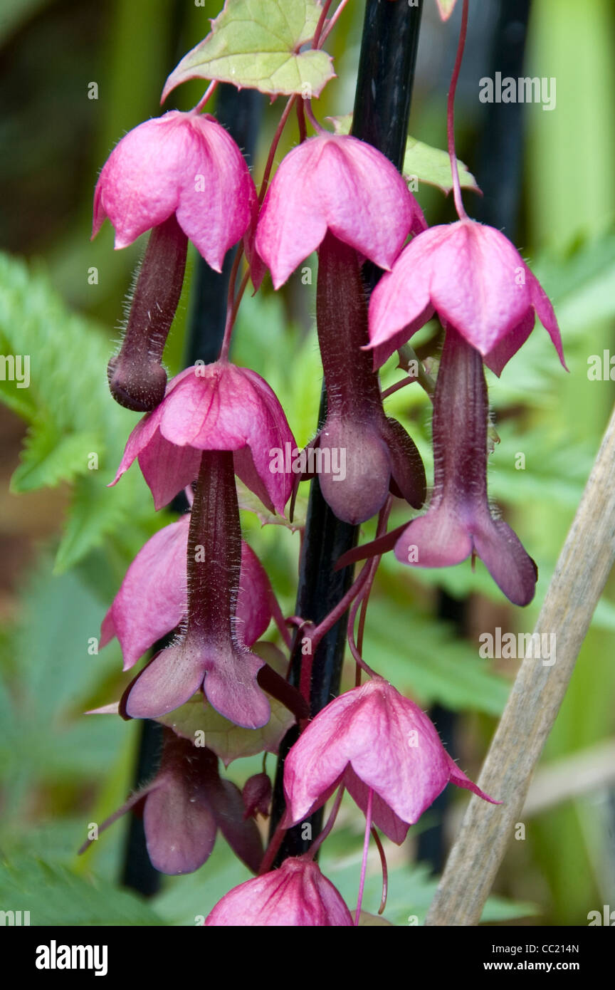 Volubile Stock Photos & Volubile Stock Images - Alamy