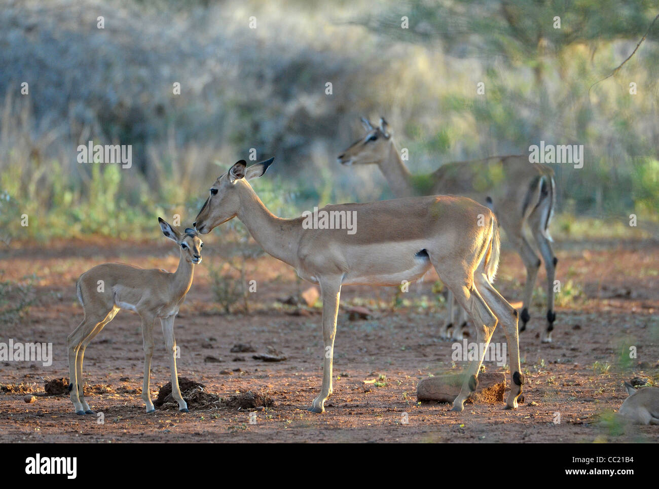 Ewe and lamb south africa hi-res stock photography and images - Alamy