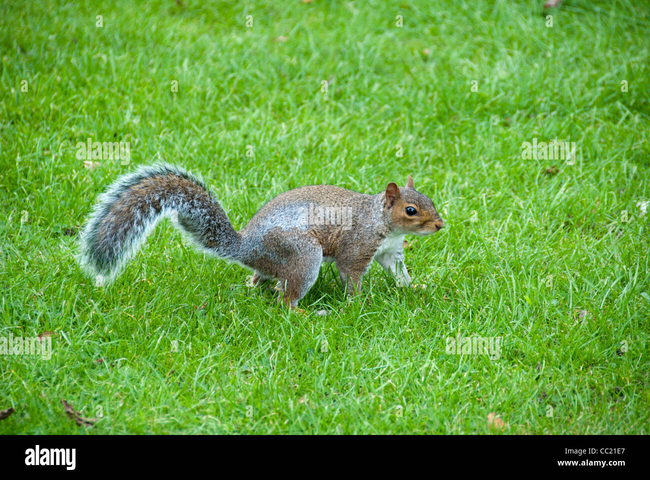Grey squirrel in park Stock Photo - Alamy