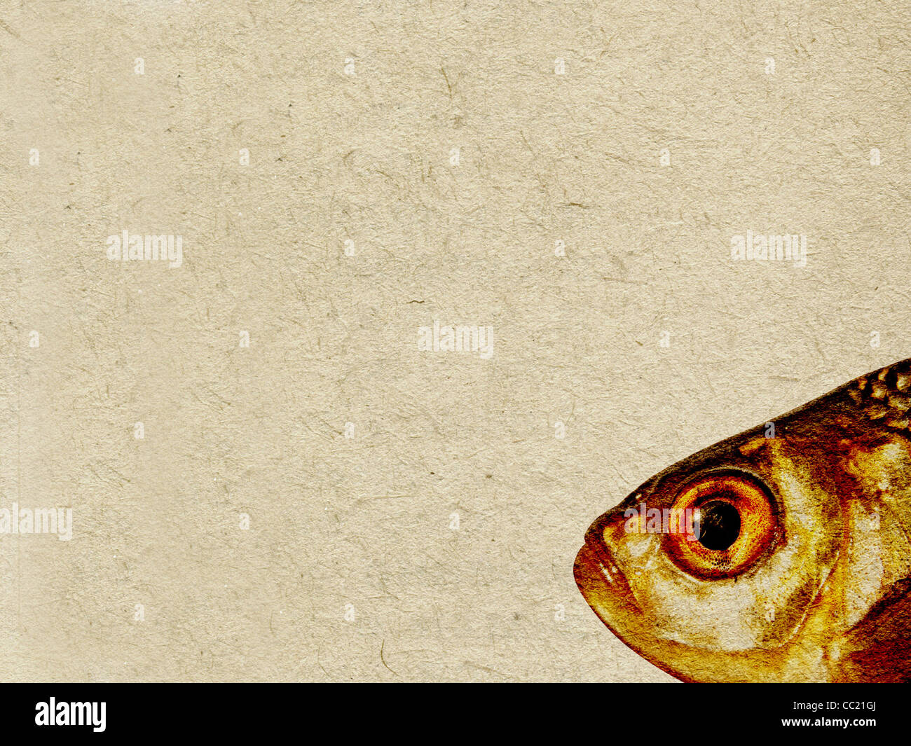 Book gills hi-res stock photography and images - Alamy