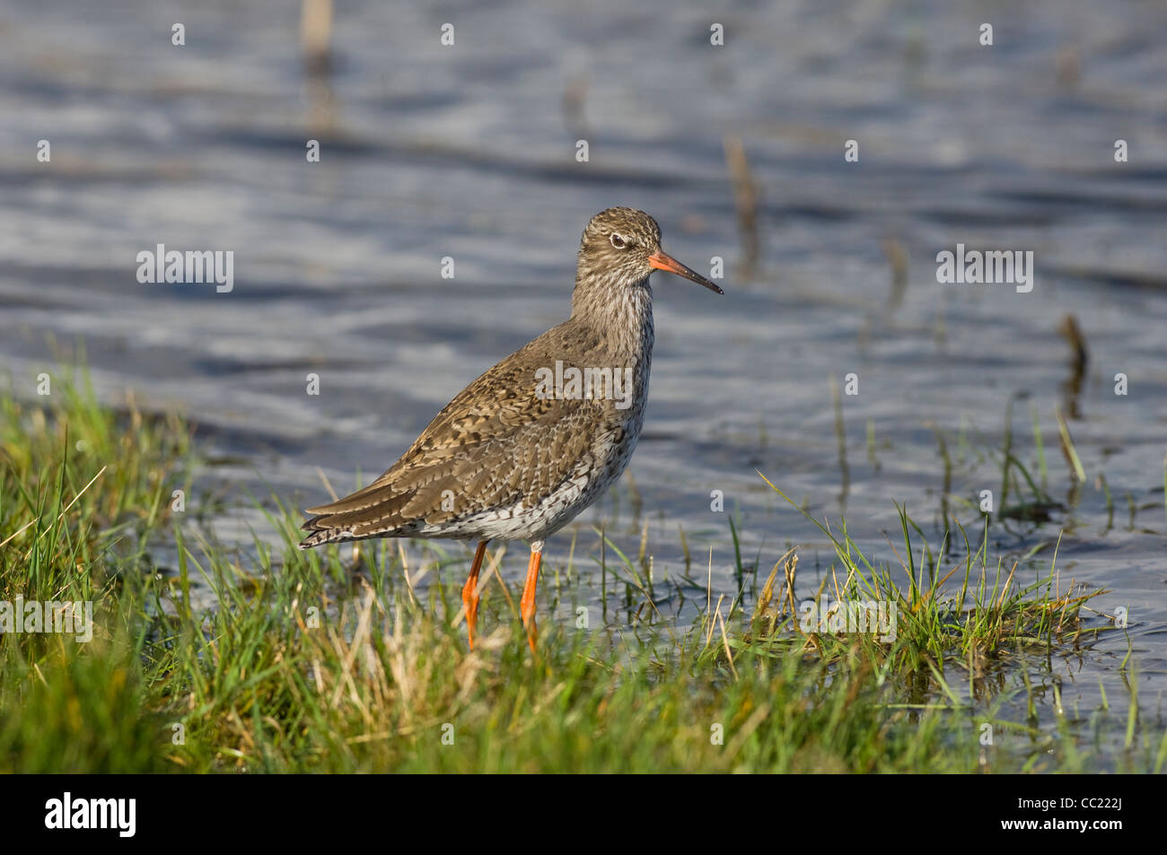 Common Redshank (Tringa totanus), Elmley Nature Reserve, Kent, UK Stock ...