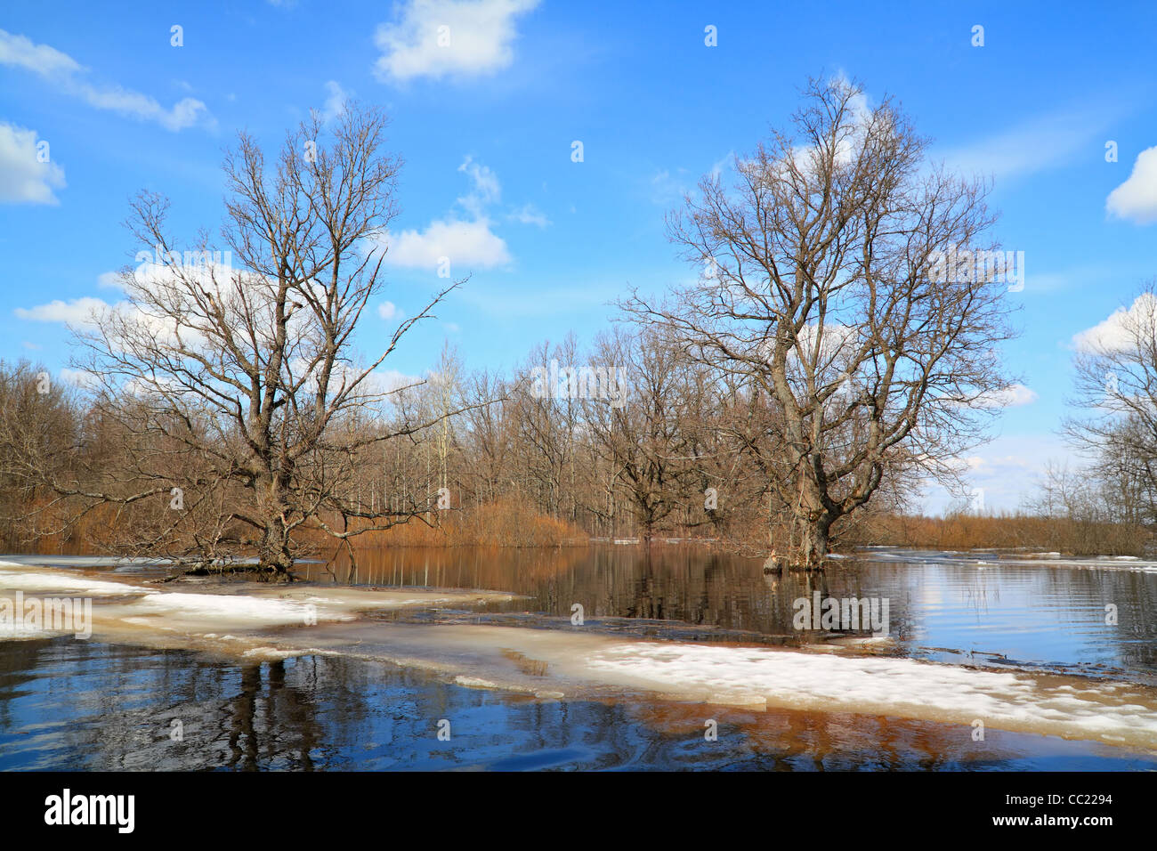 spring flood in oak wood Stock Photo - Alamy