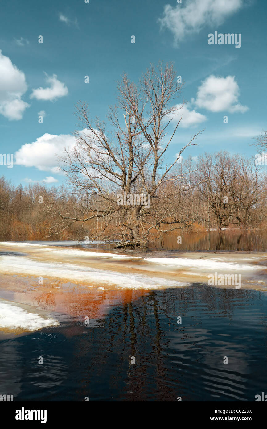 spring flood in wood Stock Photo - Alamy
