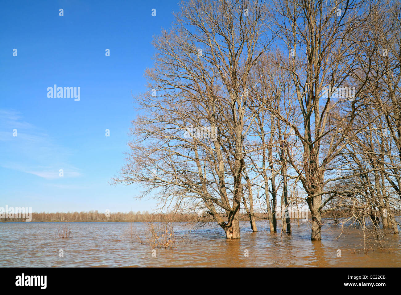 oak wood amongst spring flood Stock Photo - Alamy