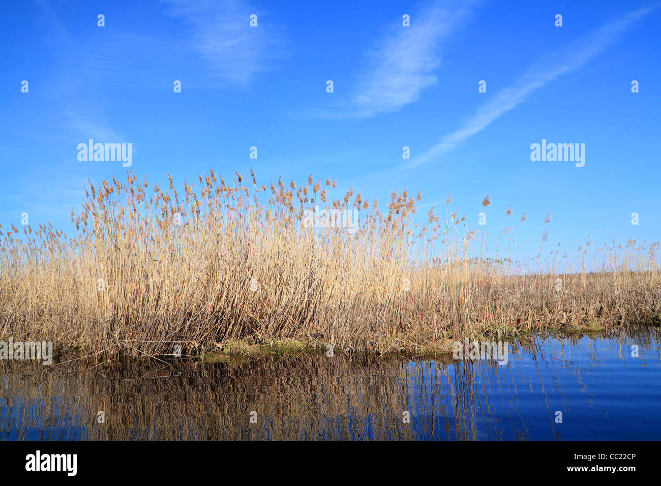 Yellow marsh lake hi-res stock photography and images - Alamy