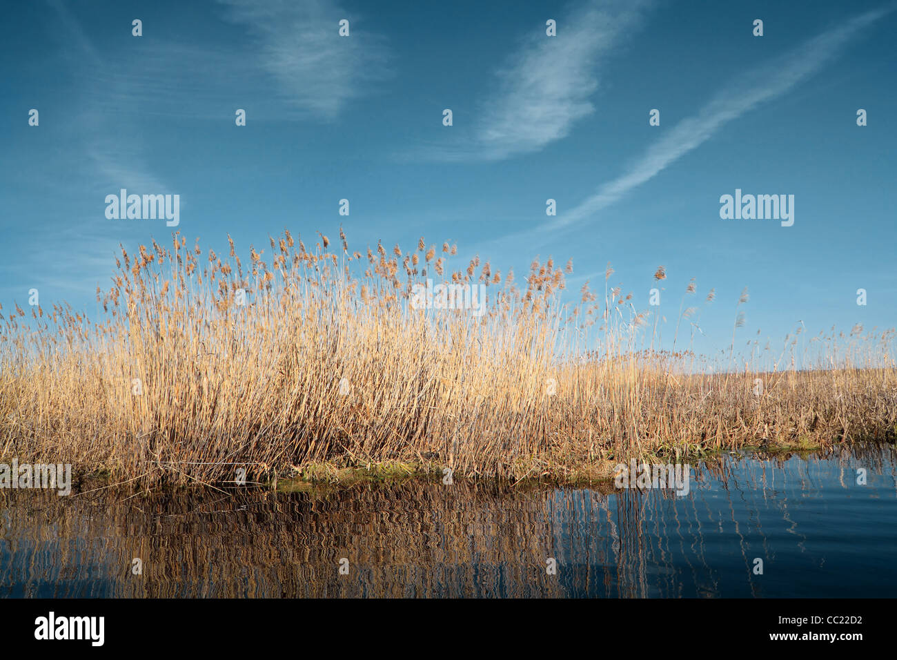 dry yellow reed on lake Stock Photo - Alamy