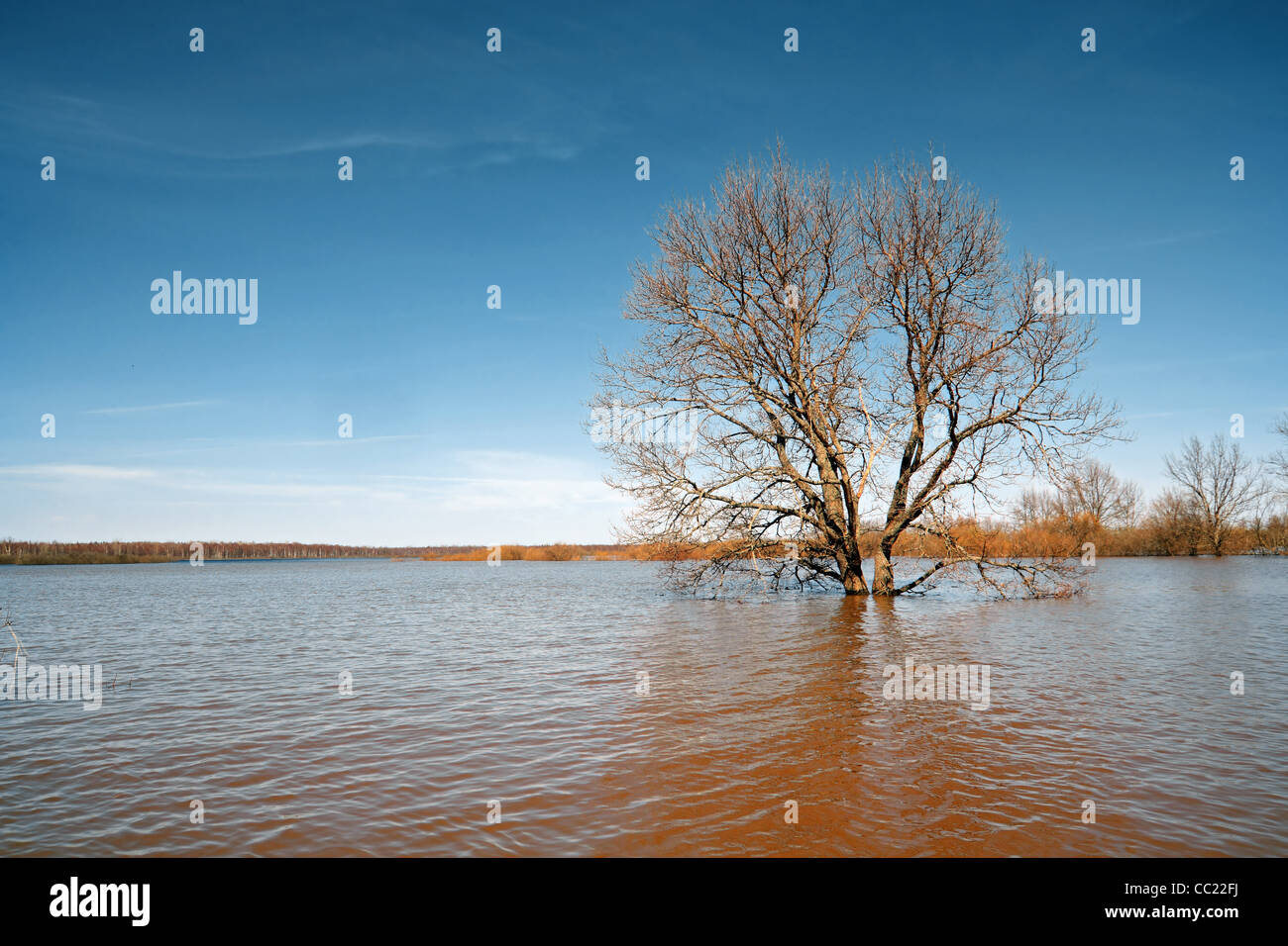 big oak amongst spring flood Stock Photo - Alamy