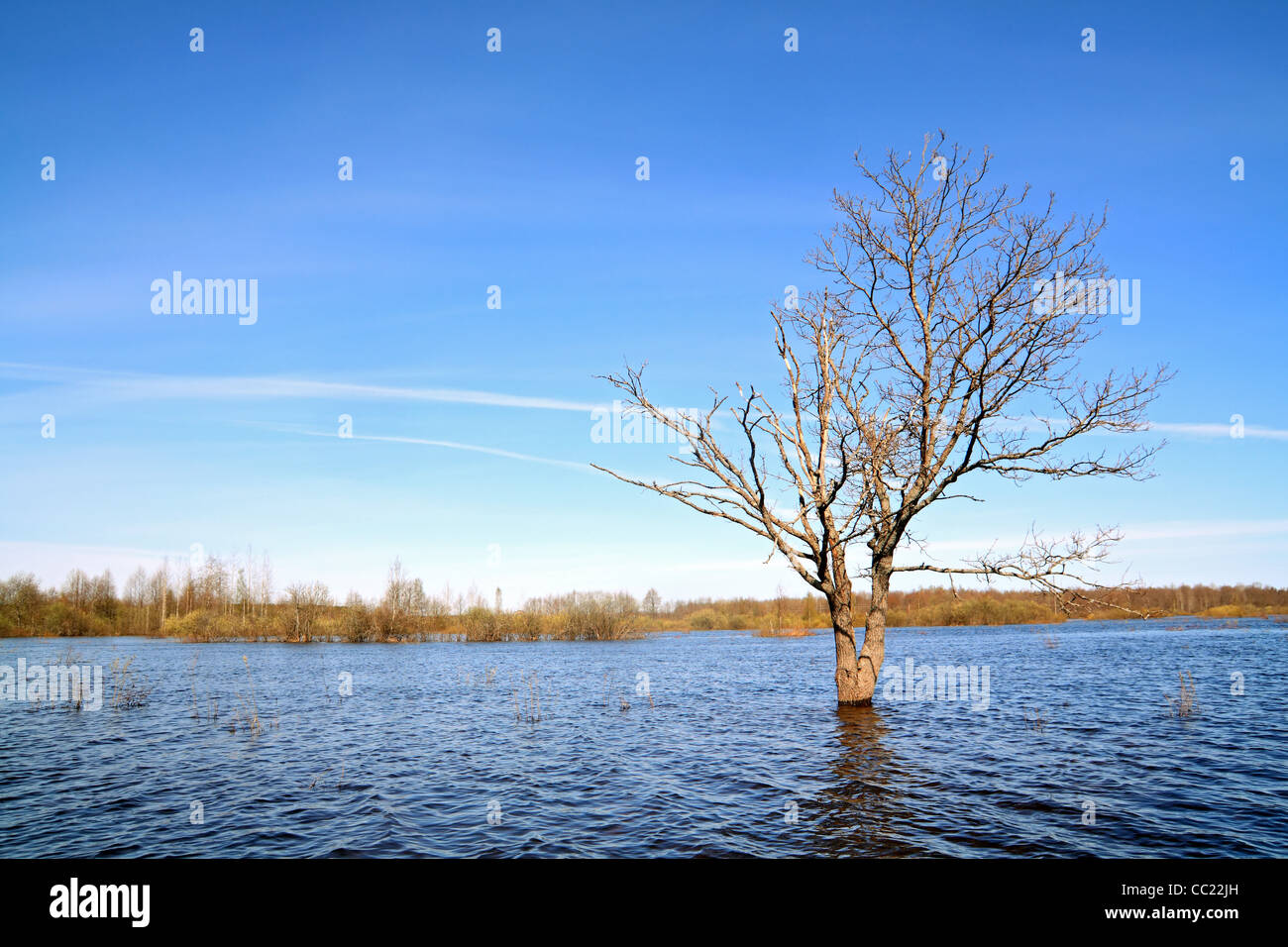 small oak amongst spring flood Stock Photo - Alamy
