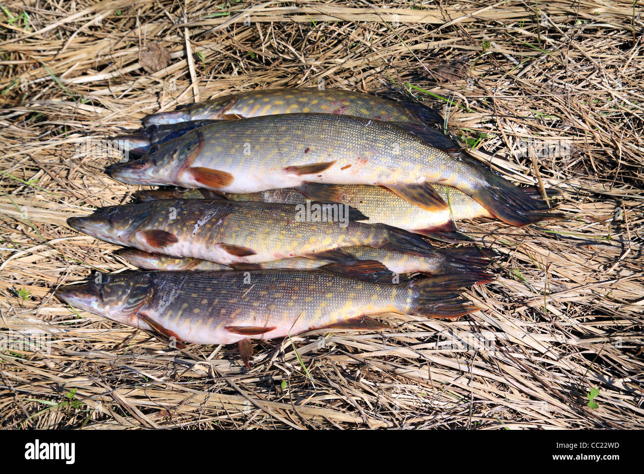 Pike gills hi-res stock photography and images - Alamy