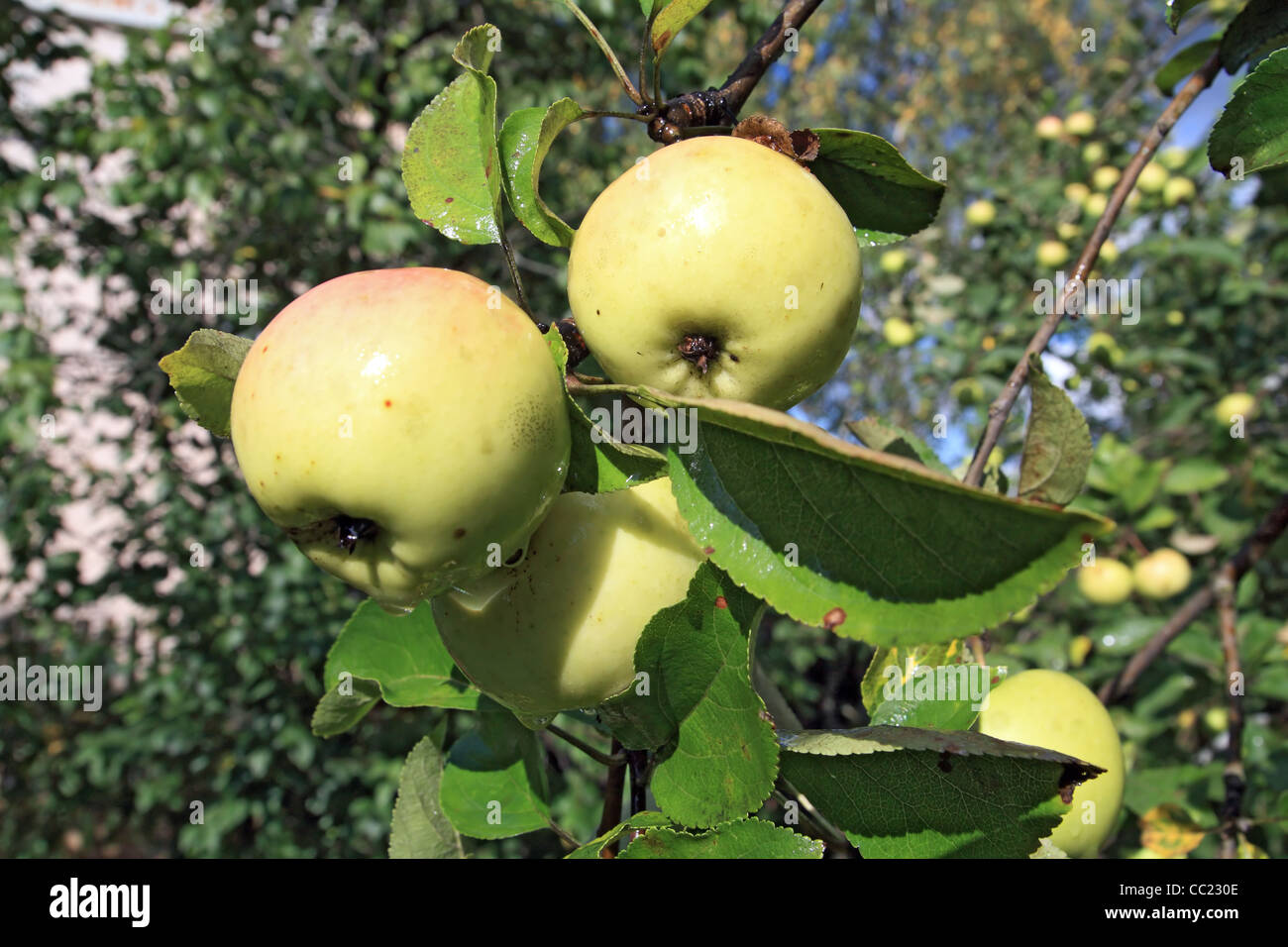 apple on branch Stock Photo - Alamy