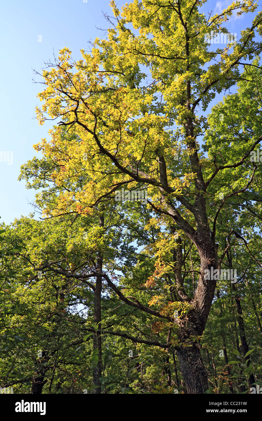 yellow oak on autumn field Stock Photo - Alamy