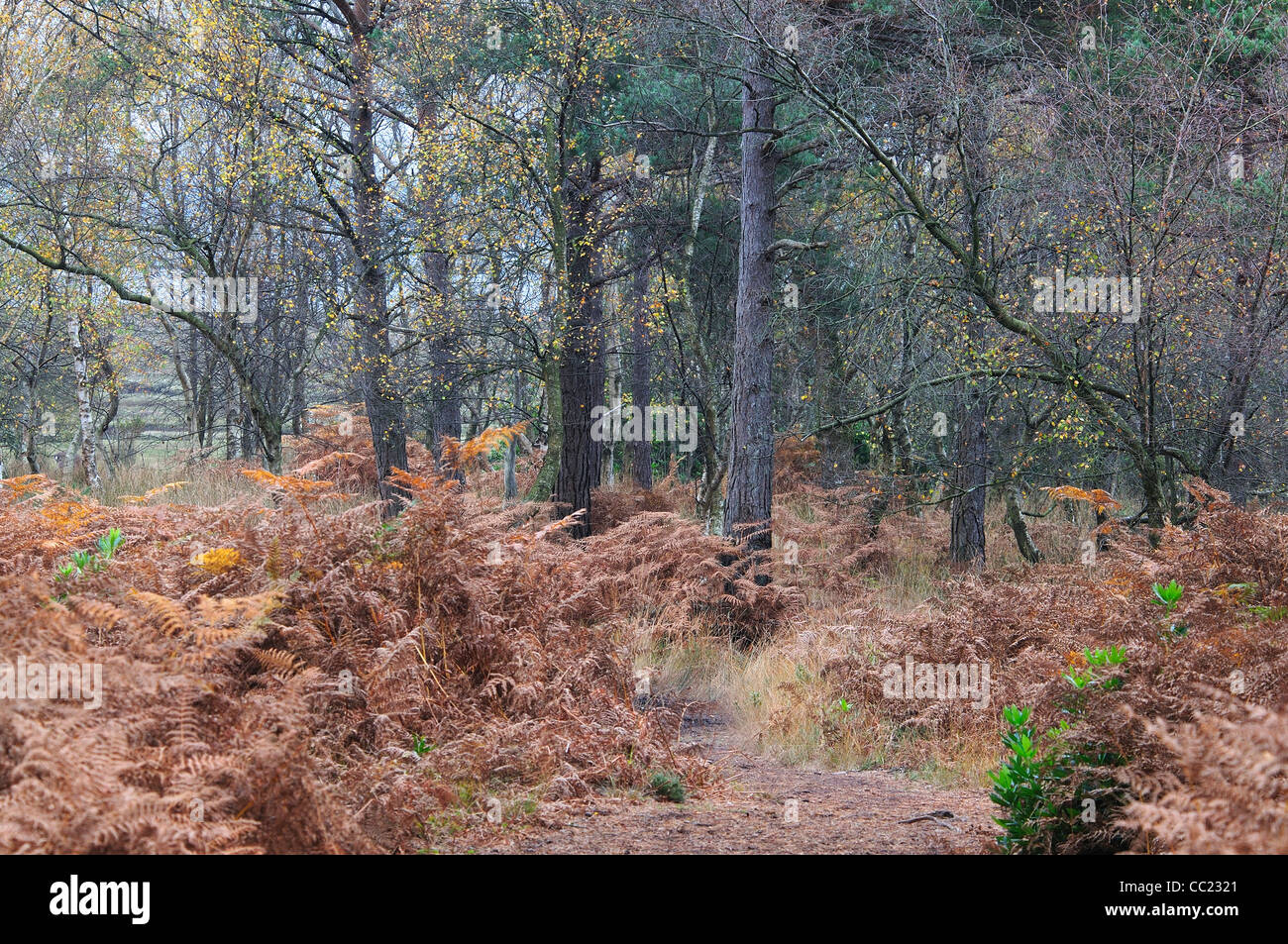 Arne RSPB nature reserve in Dorset UK Autumn Stock Photo - Alamy