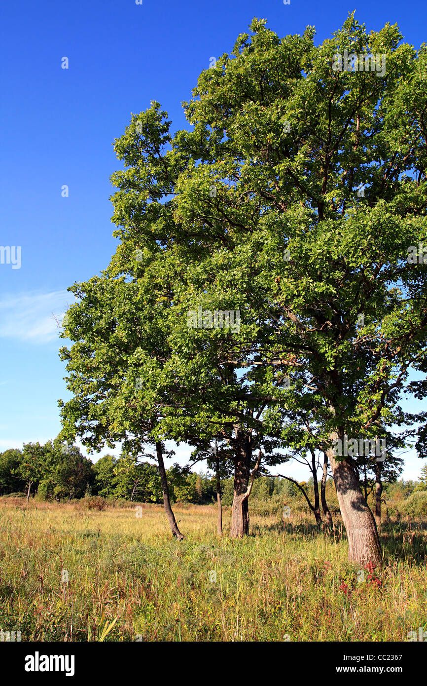 yellow oak on autumn field Stock Photo - Alamy