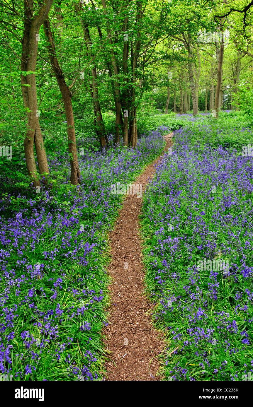 Woodland trust reserve hi-res stock photography and images - Alamy