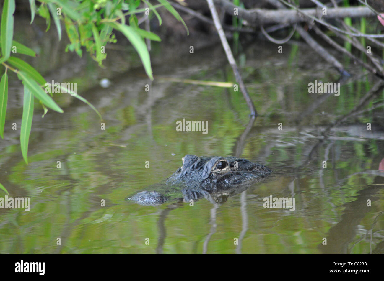 alligator swimming close up Stock Photo - Alamy
