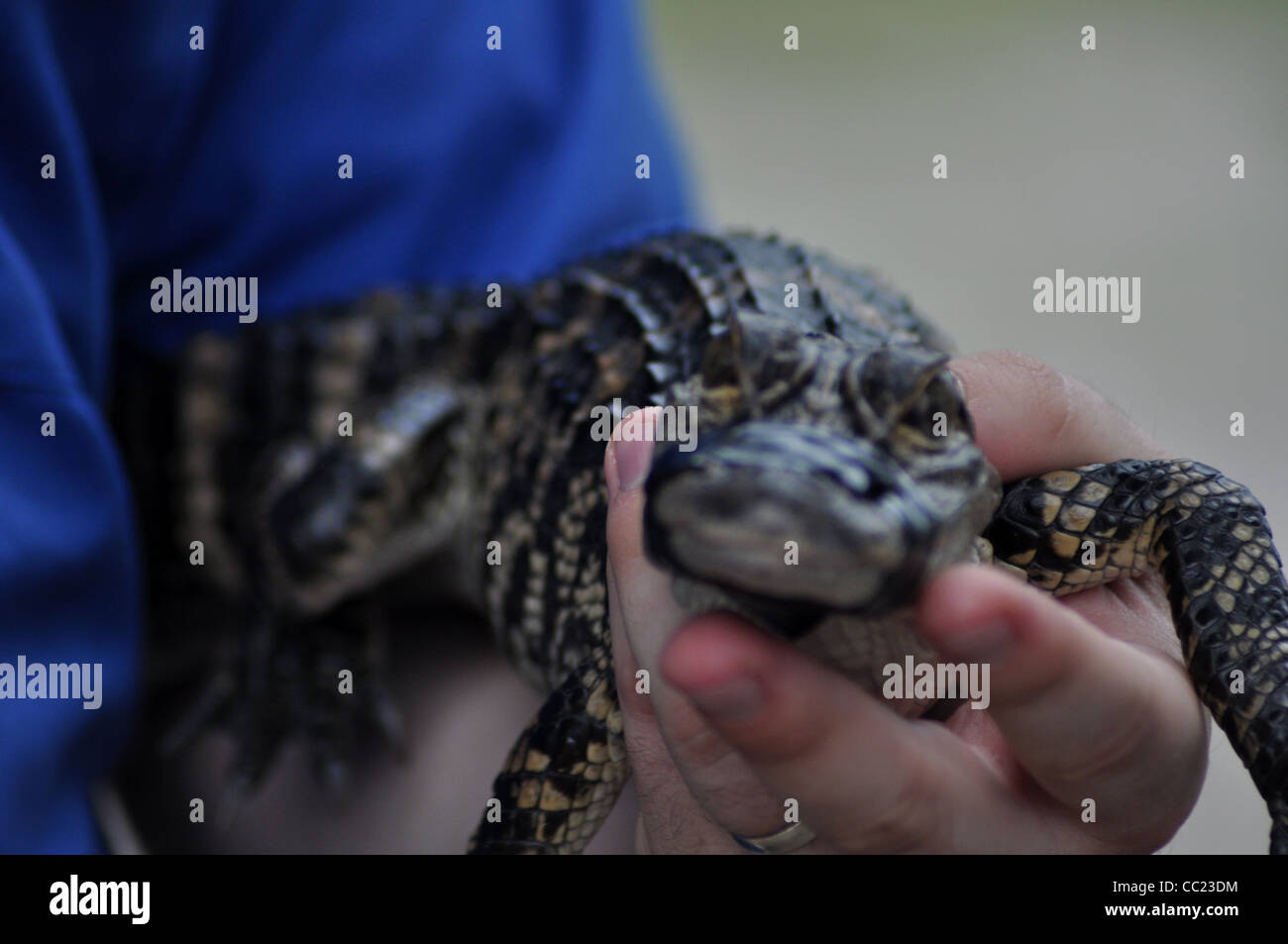 baby alligator in hand Stock Photo - Alamy