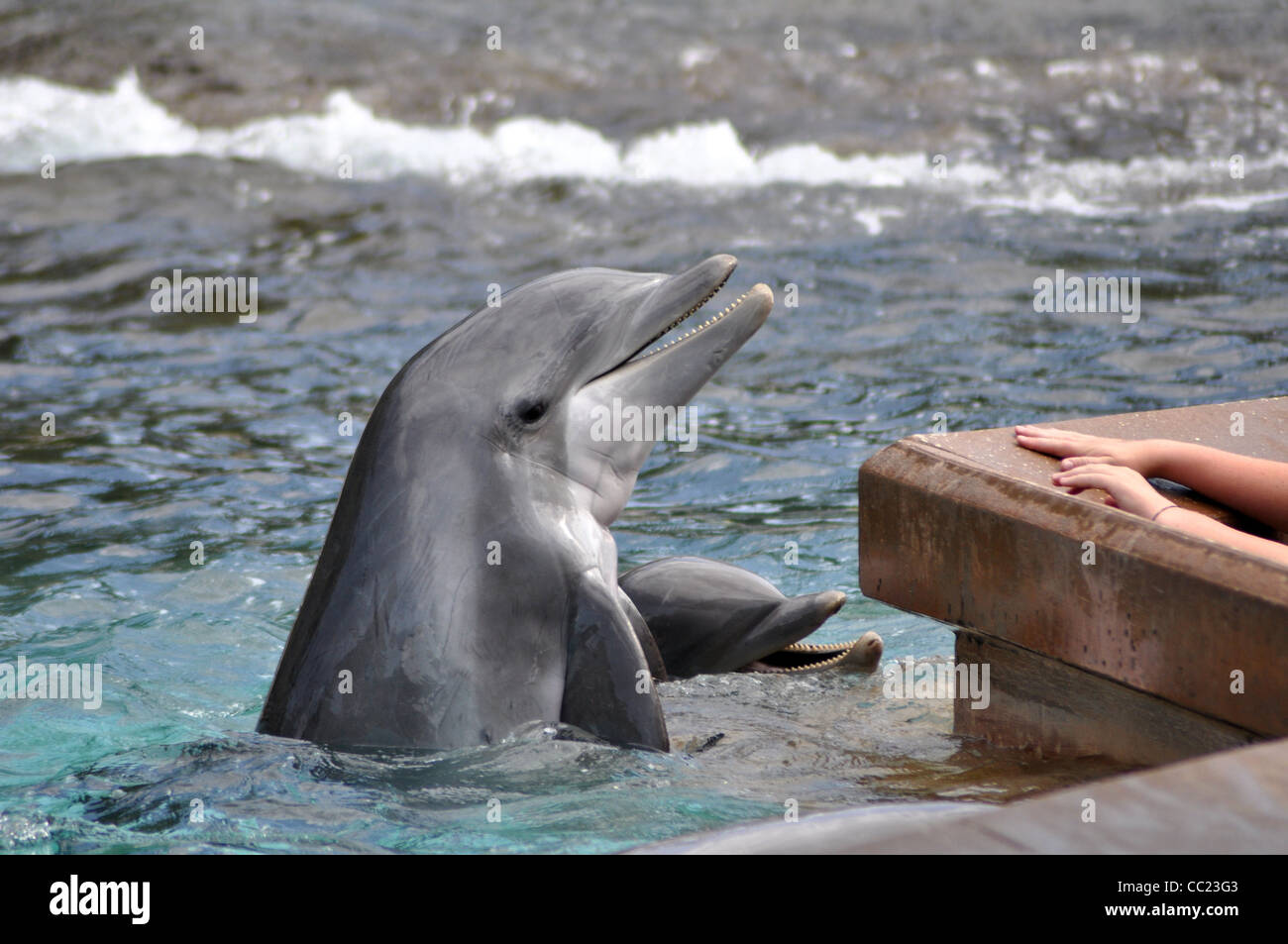 dolphin head out of water Stock Photo - Alamy