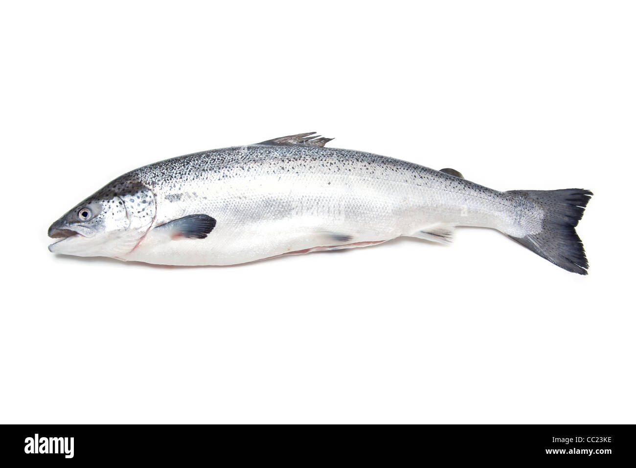 Atlantic Salmon Salmo solar whole isolated on a white studio background ...