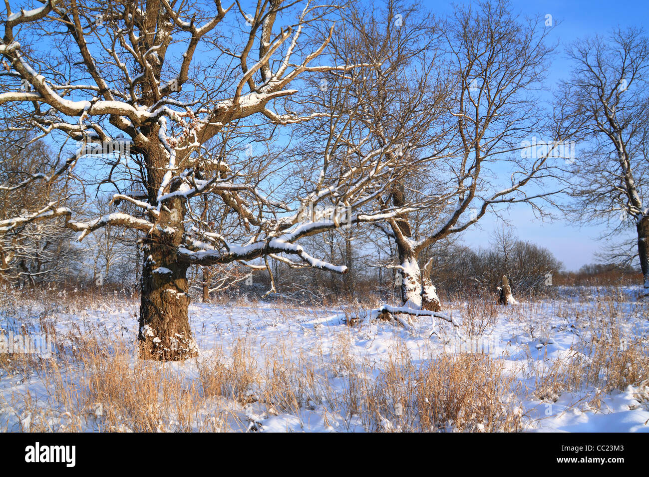 Oak tree in december snow hi-res stock photography and images - Alamy