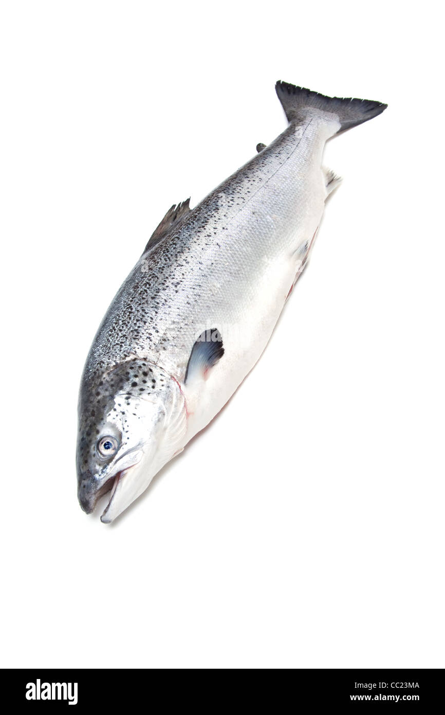 Atlantic Salmon Salmo solar whole isolated on a white studio background ...