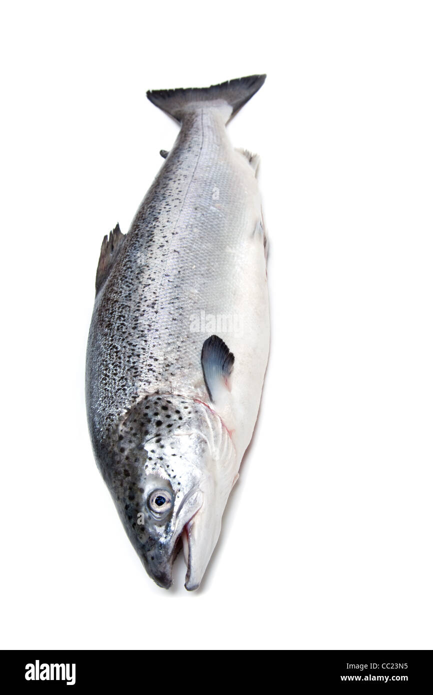 Atlantic Salmon Salmo solar whole isolated on a white studio background ...