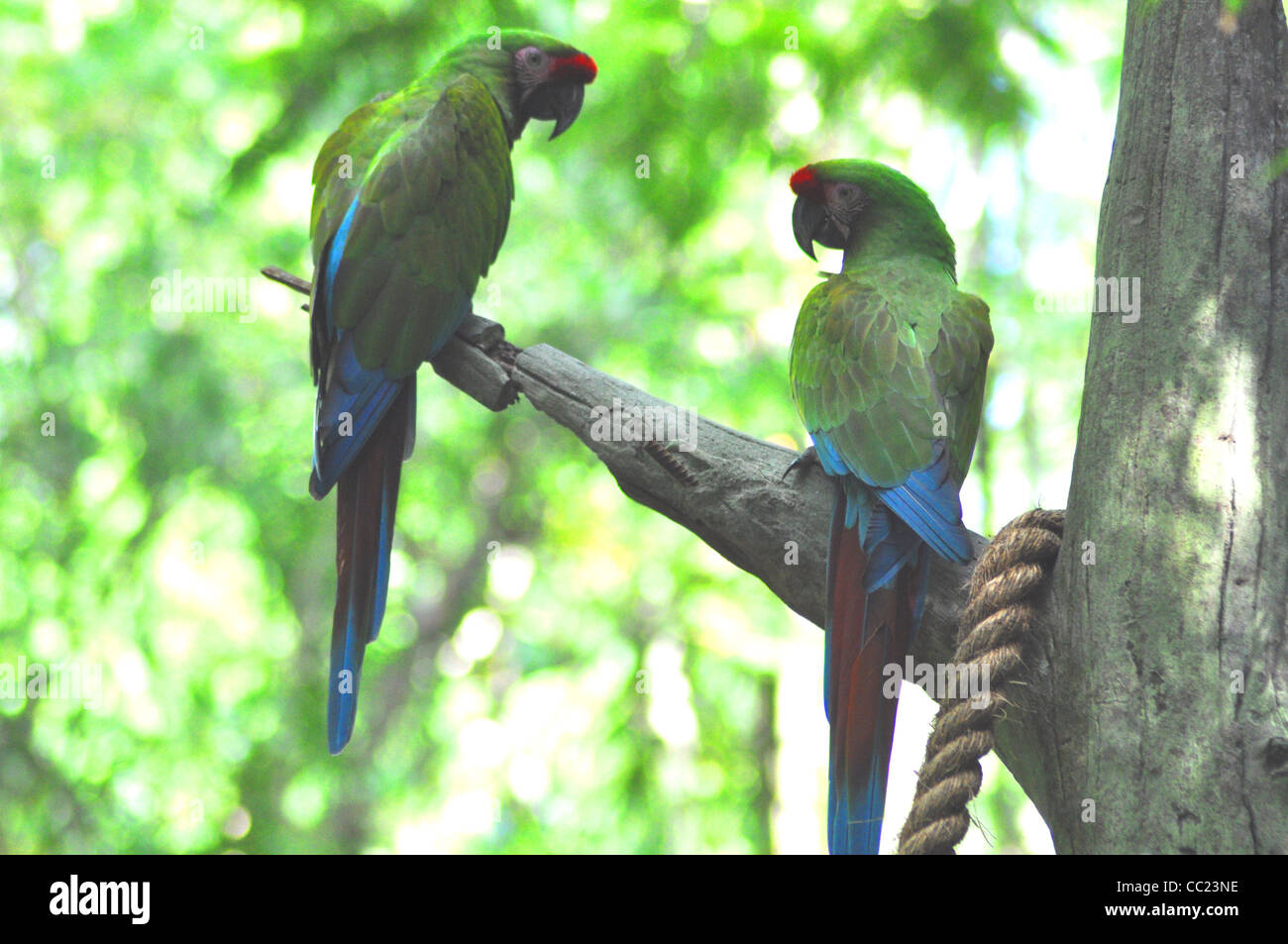 Parrots tree hi-res stock photography and images - Alamy